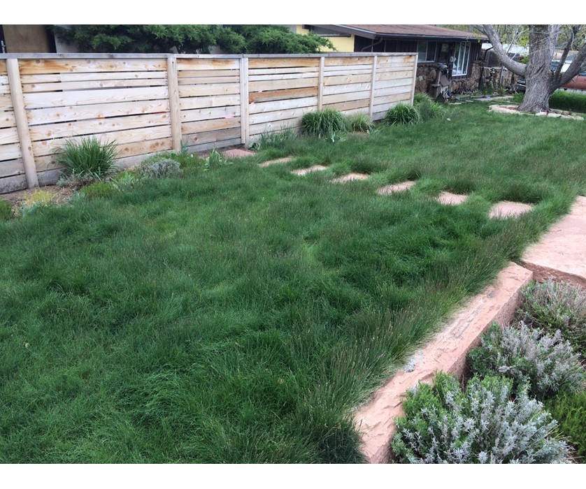 Sheep Fescue as a Lawn Xeric Garden